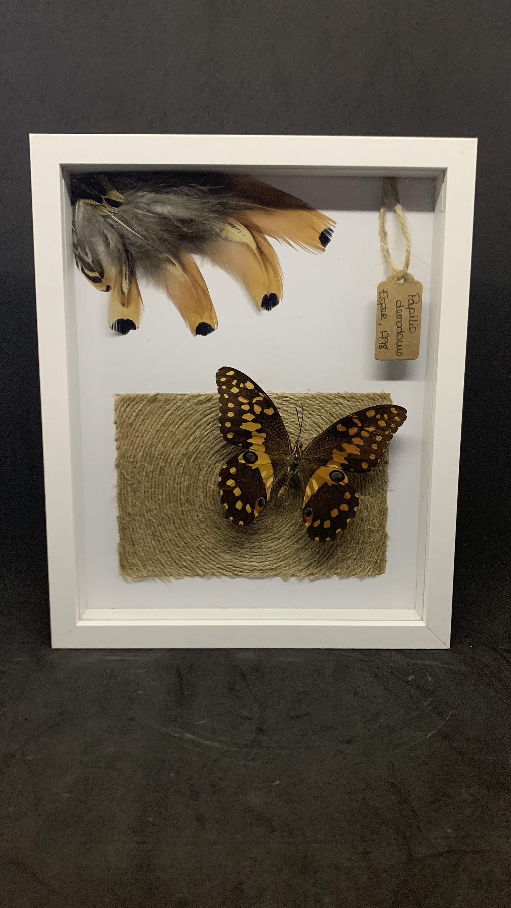 Home & Living Taxidermy & Curiosities Entomology frame real butterfly ...
