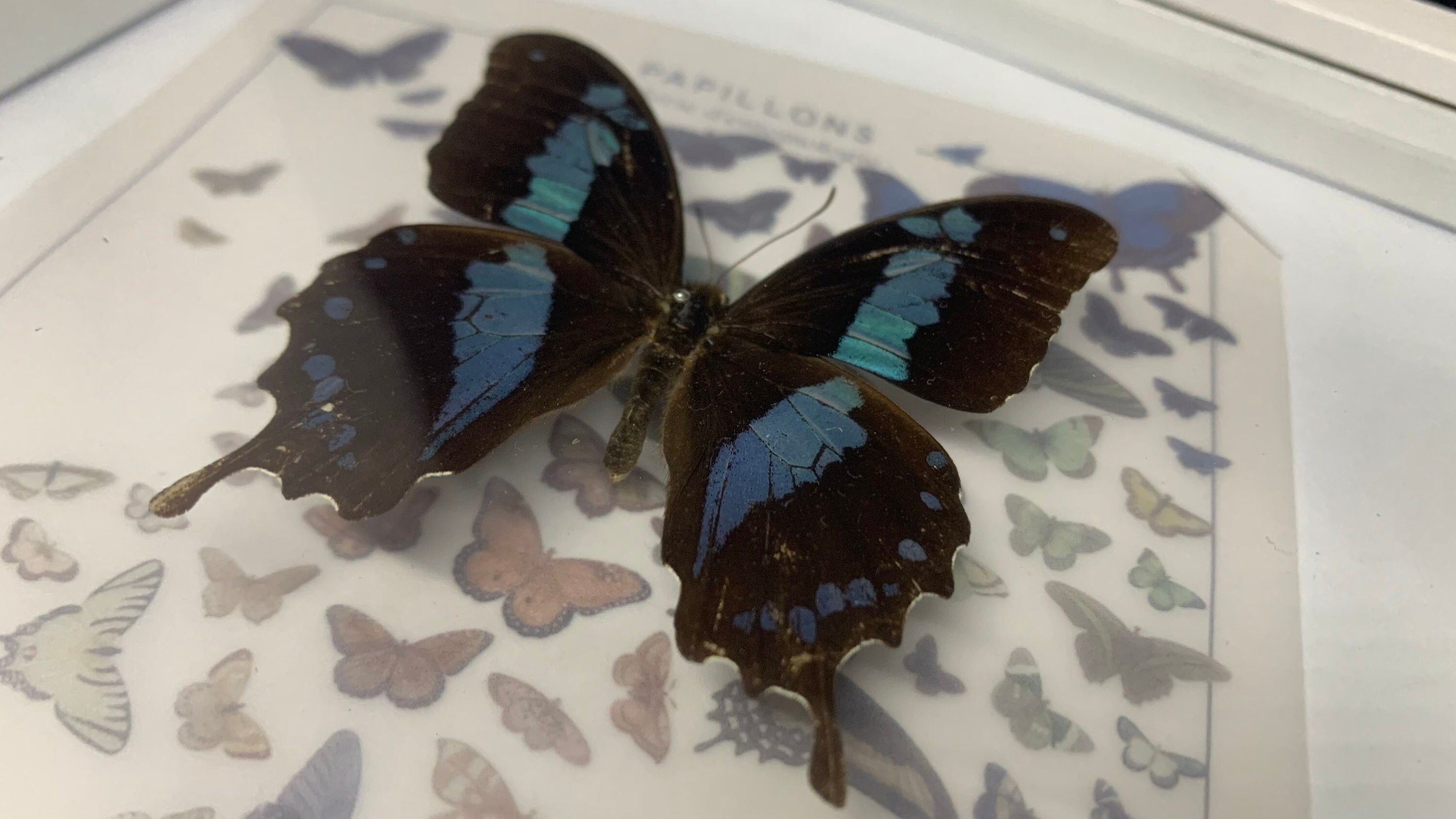 Home & Living Taxidermy & Curiosities Entomology frame real butterfly ...