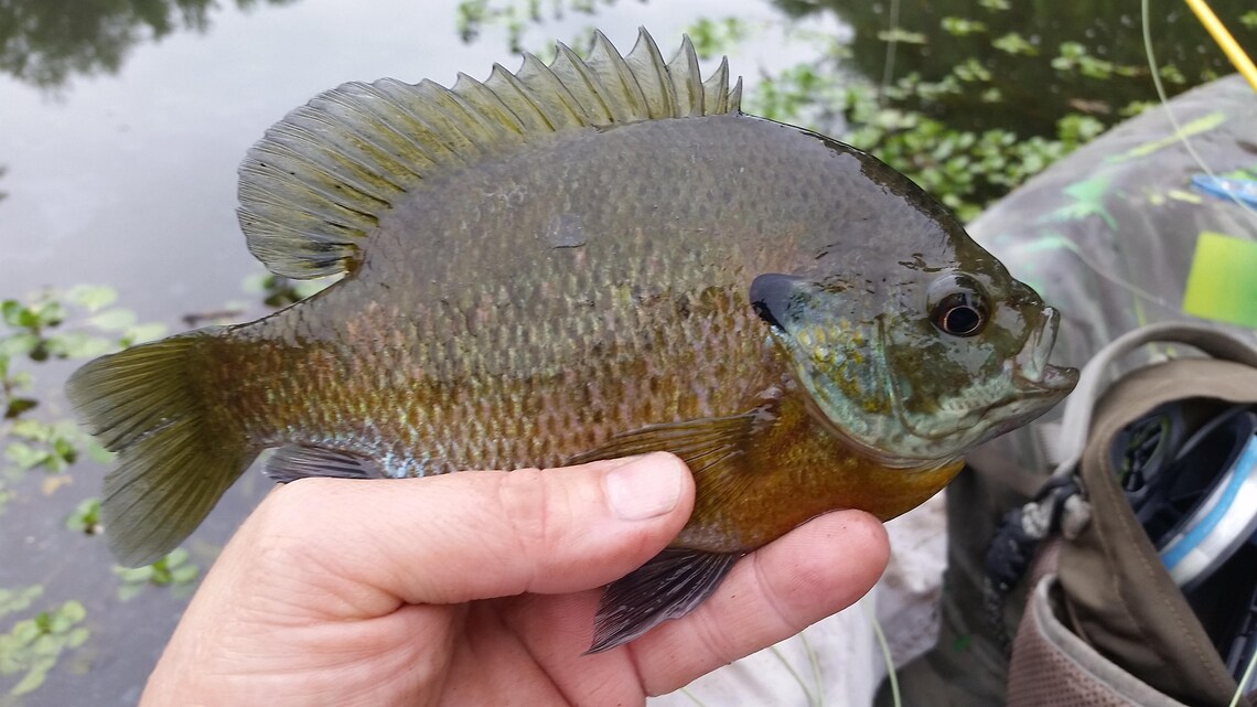 One Dozen (12) Orange and Gold Bream Flies Panfish Bluegill Bass Hopper ...