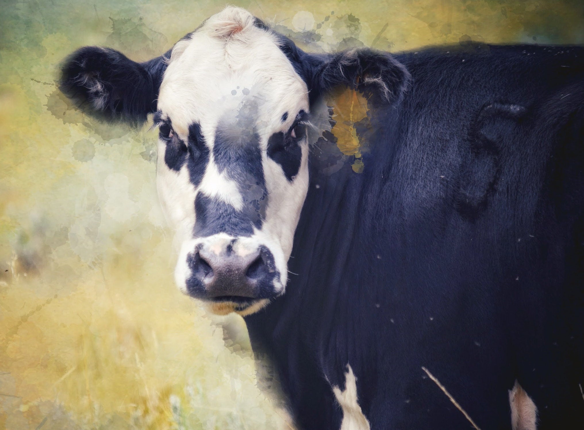 Holstein Cow Face - Etsy