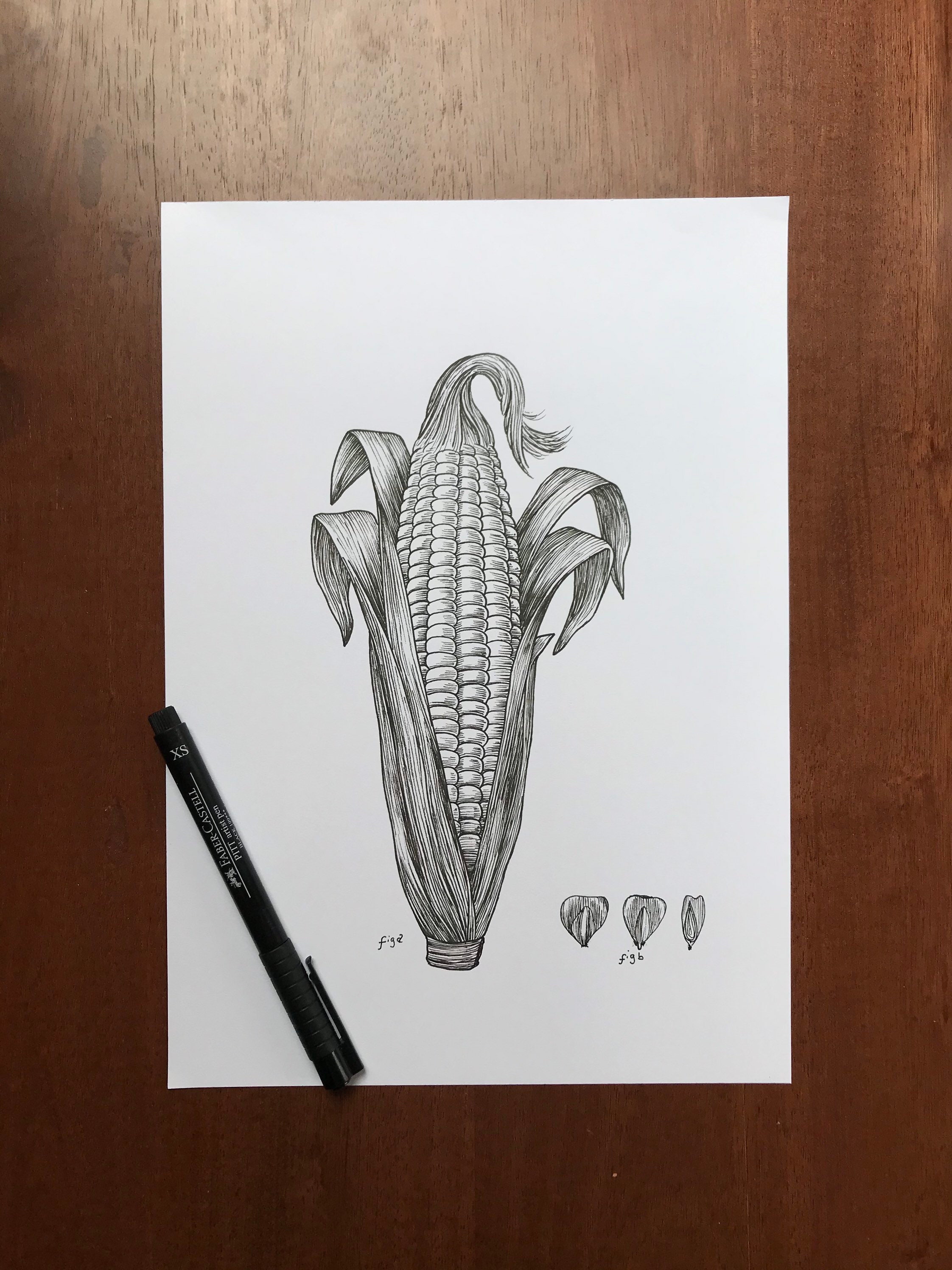 Corn Pen Drawing by Jo Chastney - Etsy