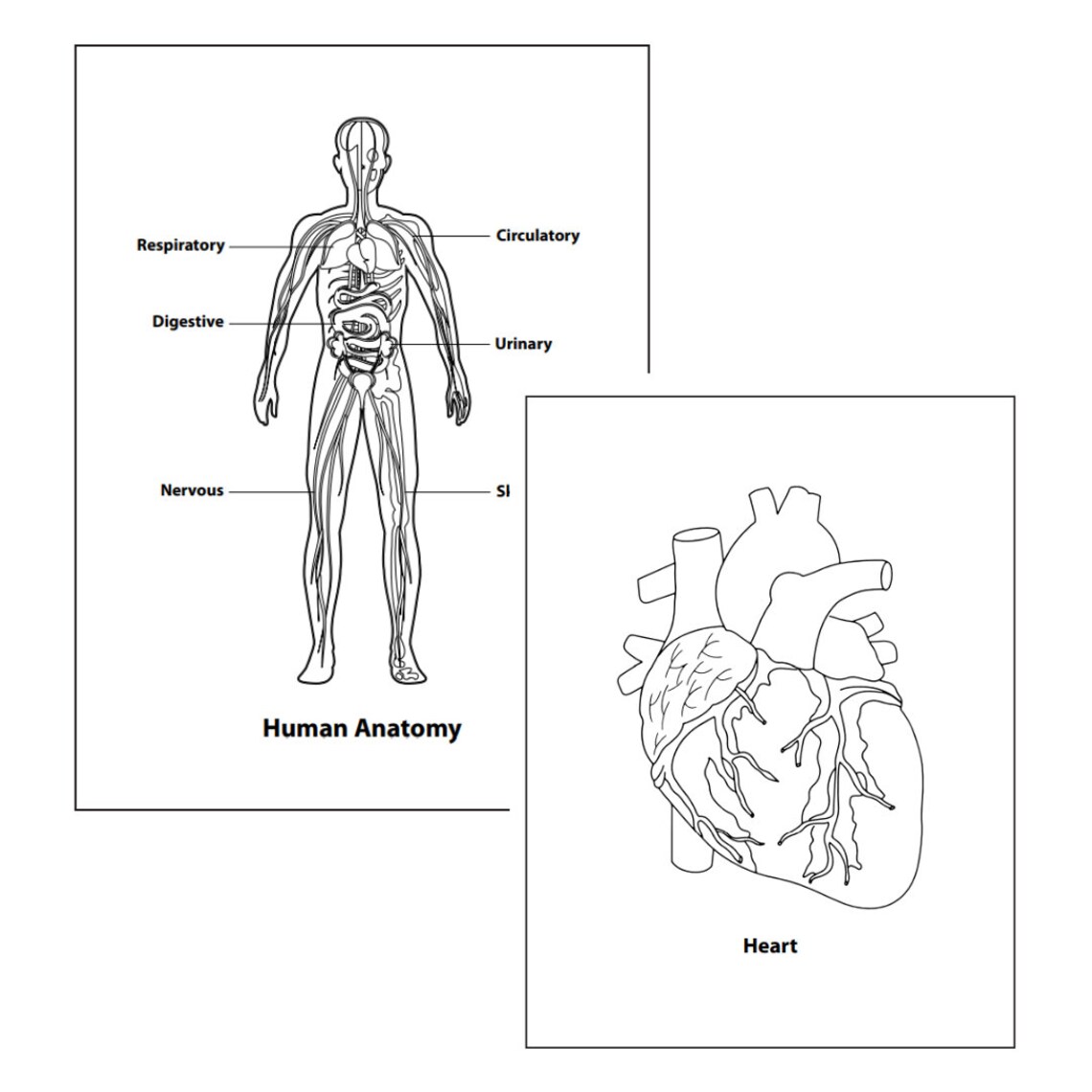 Human Anatomy Coloring Pages PDF | 38 Pages | Science Workbook for Kids ...