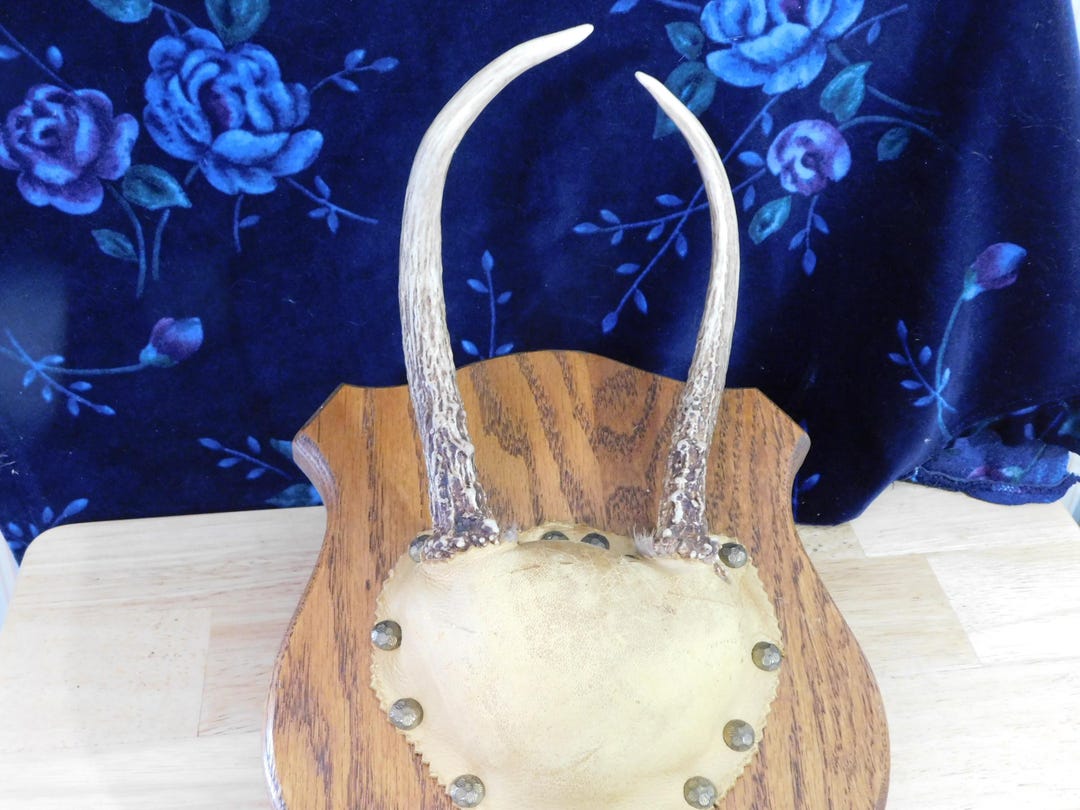 Vintage 2 Point White Tail Deer Antler Rack, Mounted, 1988 (lodge ...