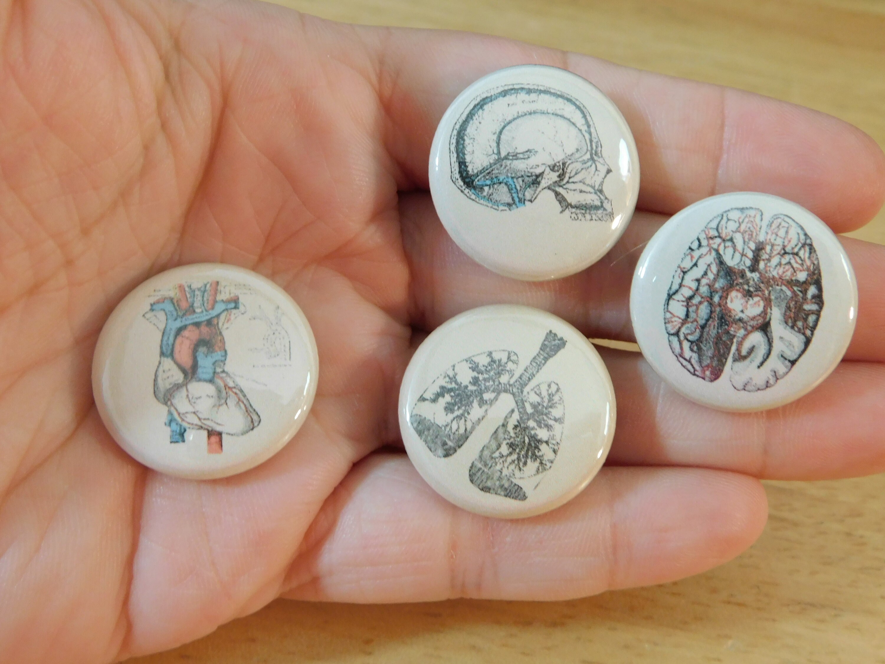 1 Anatomy Buttons Sets 4 pc pins pinback anatomical | Etsy