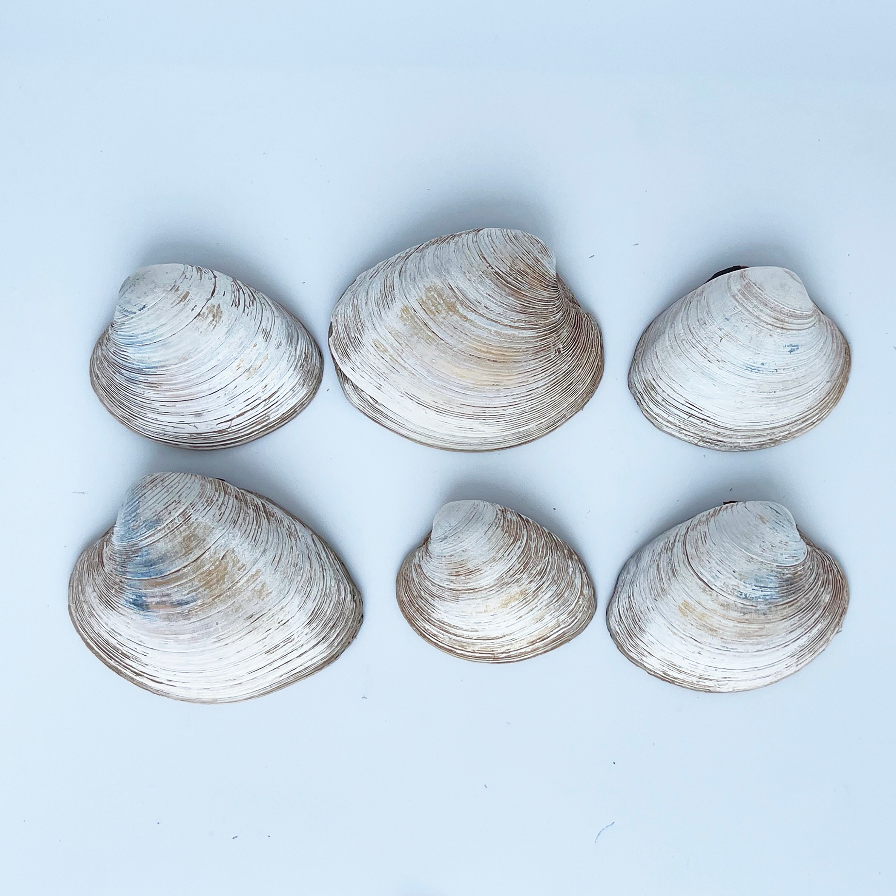 Quahog Clam Shells. Wampum Clam Shells. Purple Shells. Clam - Etsy