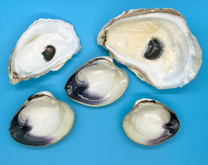 3 Quahog Clam Shells. 2 Oyster Shells. Wampum Clam Shells. Purple ...