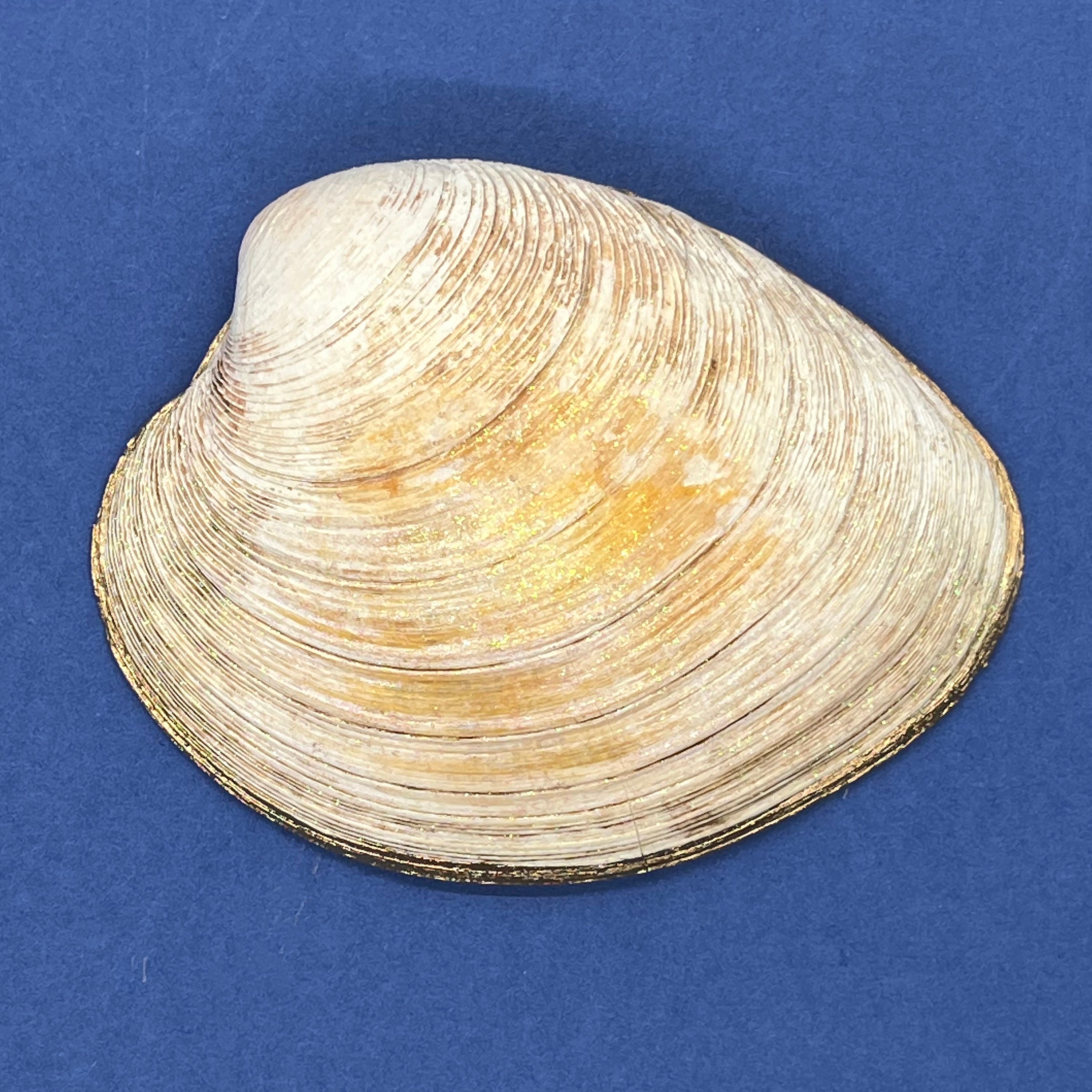 Starfish Trinket Dish. Quahog Shell. Wampum Clam Shells. Purple Shells ...