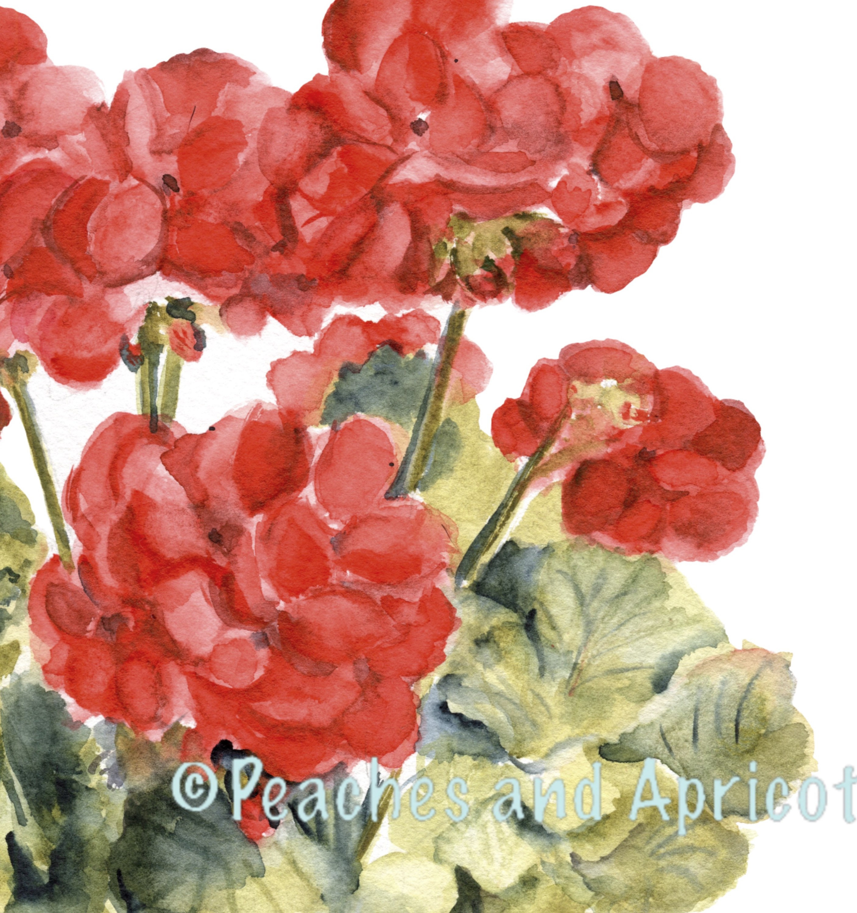 Pot of Geraniums Print - Etsy