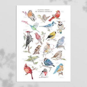 Native Birds of North America | Watercolor Wall Art Print - Etsy