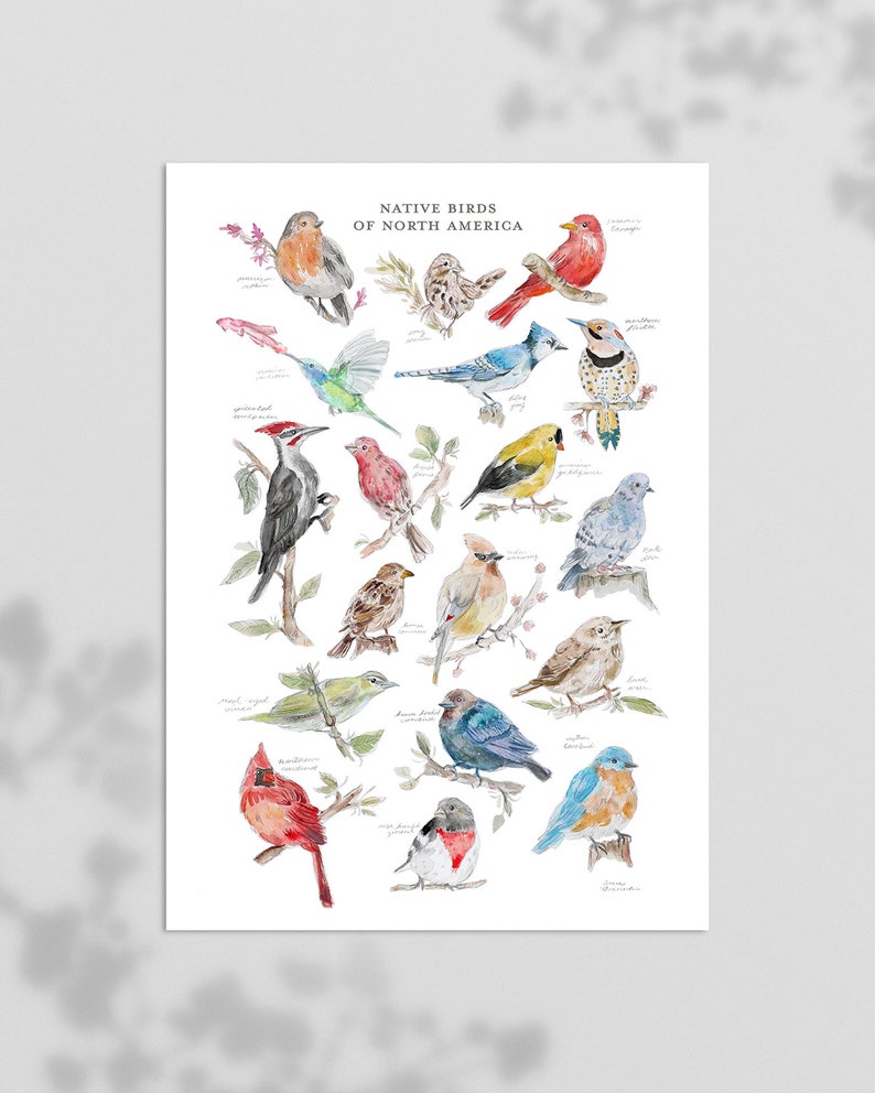 Native Birds of North America Watercolor Wall Art Print - Etsy