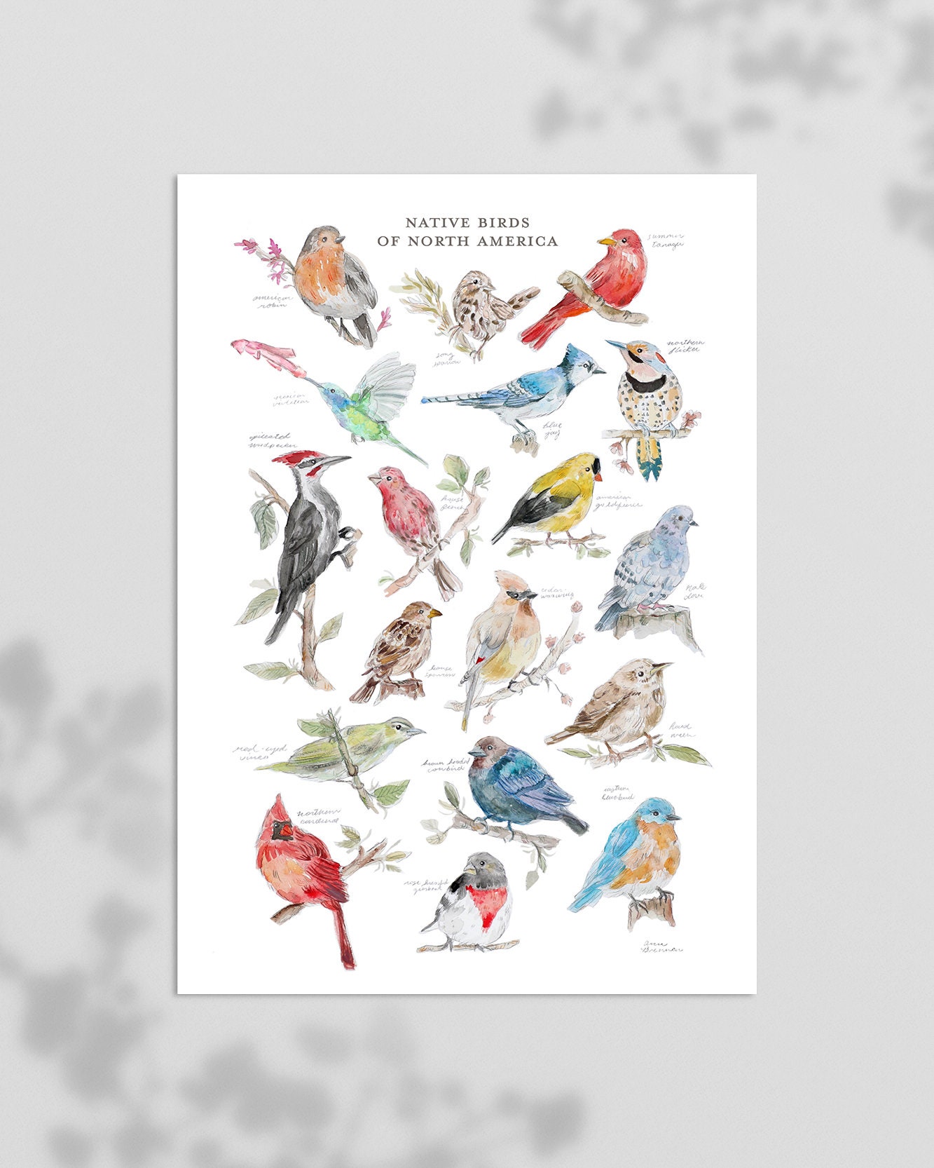 Native Birds of North America | Watercolor Wall Art Print - Etsy
