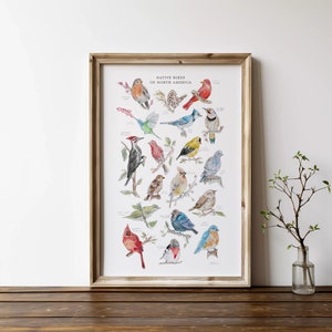 Native Birds of North America | Watercolor Wall Art Print - Etsy