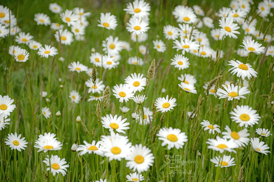 Oregon Daisy Field Photography Print: Abstract Floral Wall Art - Canvas ...