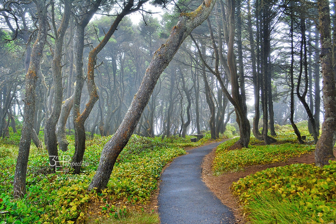 Oregon Coast Tree Print: PNW Landscape Photography, Seal Rock Forest ...