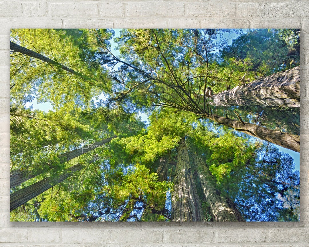 Redwood Tree Art: Abstract Photography Print, California Wall Art ...