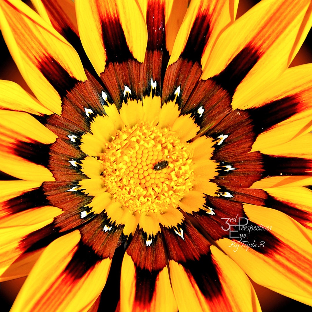 Abstract Flower Photography: Macro Wildflower Art Print - Meditation ...