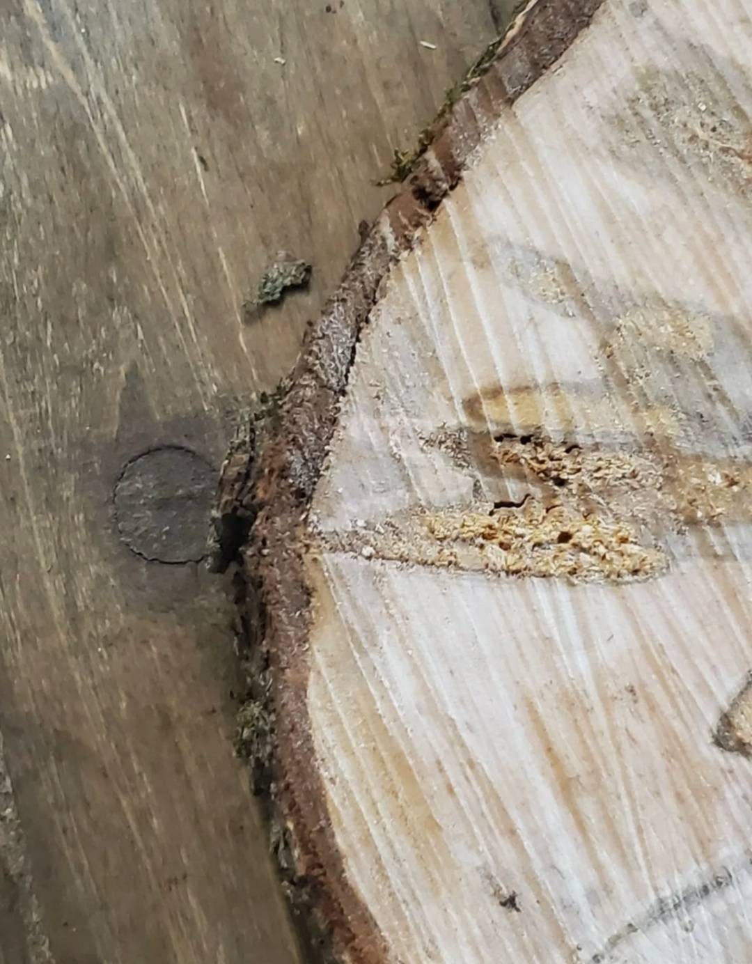 Round Piece of Live Edge Wood. | Etsy