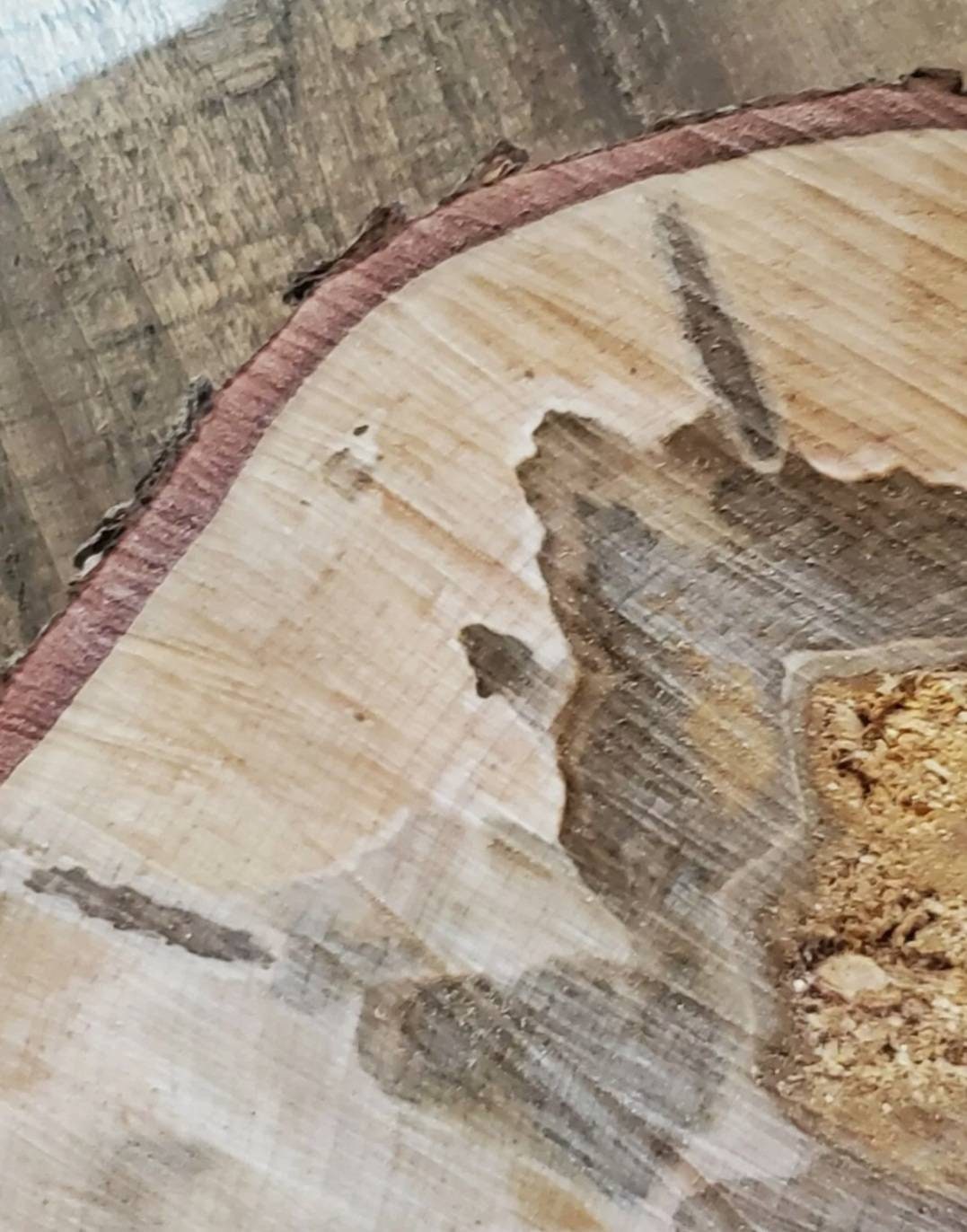 Round Piece of Live Edge Wood. | Etsy