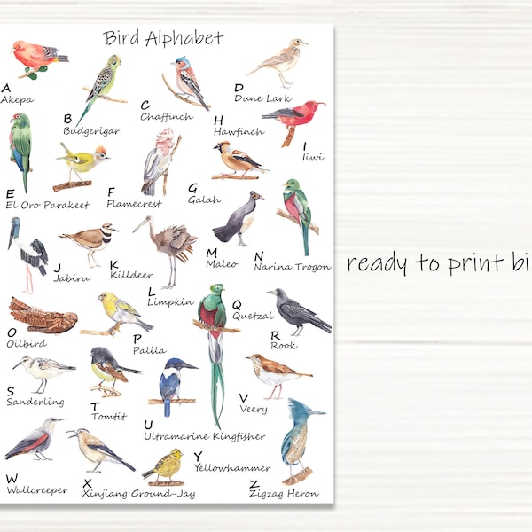 Abc Poster - Etsy