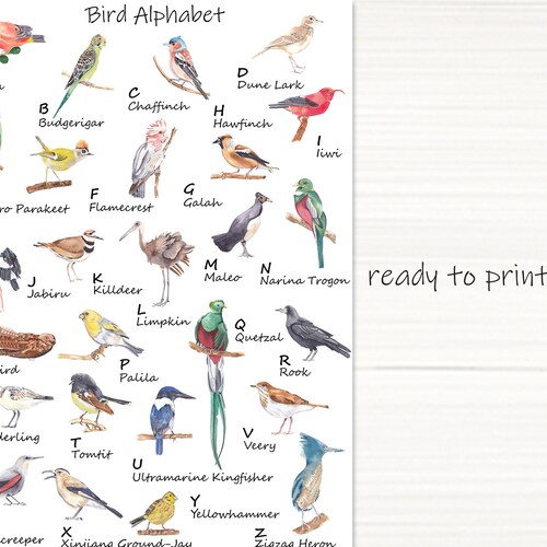 Bird Alphabet Poster - Etsy