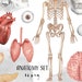 Watercolor Anatomy Clipart Human Body Organs Digestive System Download ...