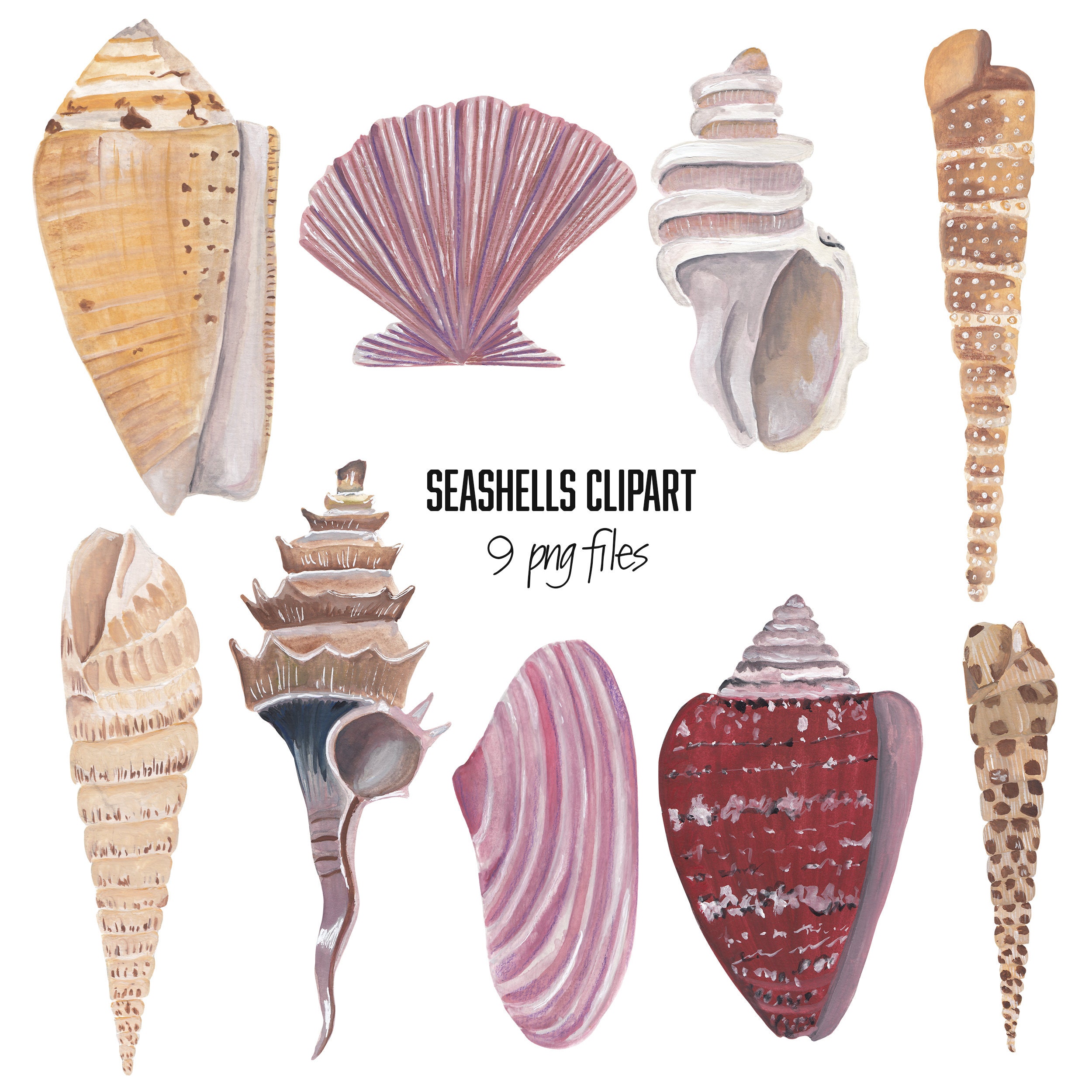 Seashell Png Clipart Gouache Illustrations Sea Life Beach Tropical Hand ...