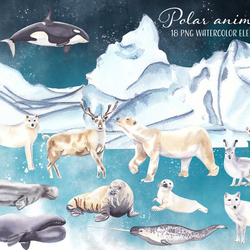 Watercolor Arctic Animals Clipart Cute Polar Bear Seal - Etsy