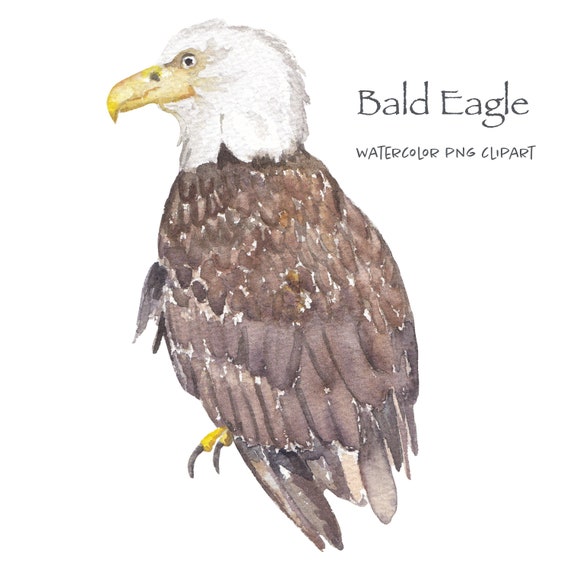 American Bald Eagle Clipart