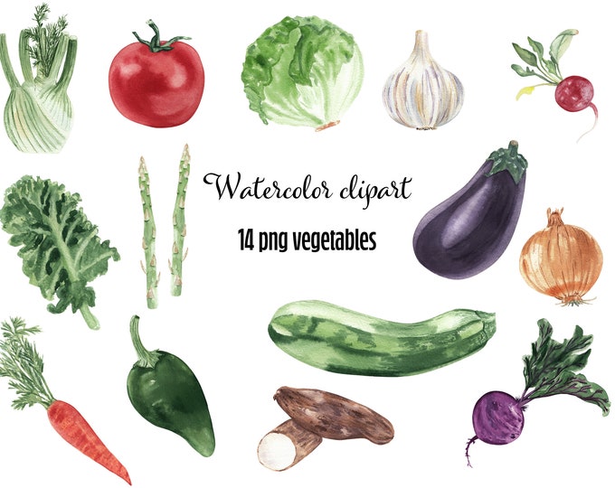 Watercolor Vegetables Clipart Eggplant Carrot Fennel Radish - Etsy
