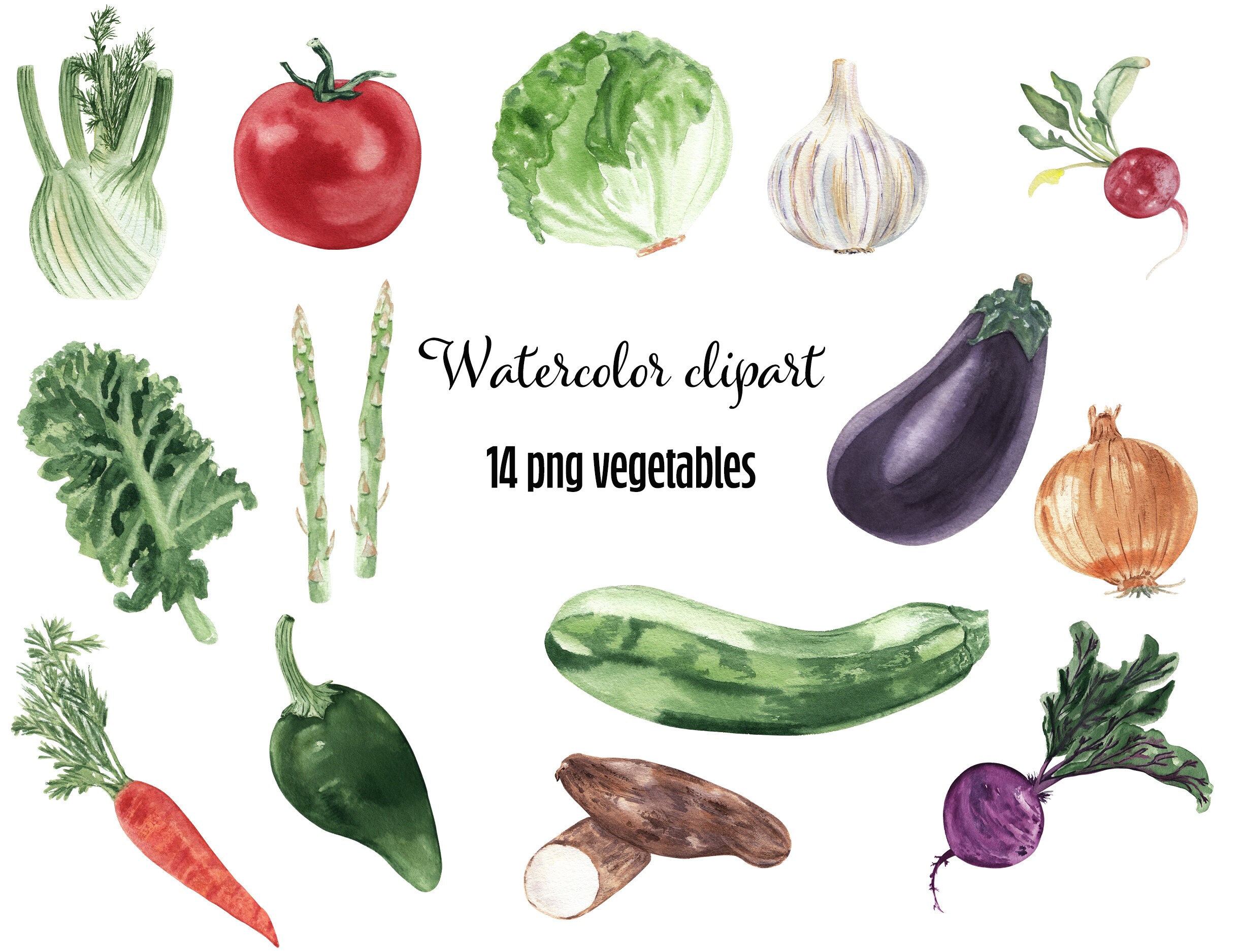 Watercolor Vegetables Clipart Eggplant Carrot Fennel Radish Kale ...