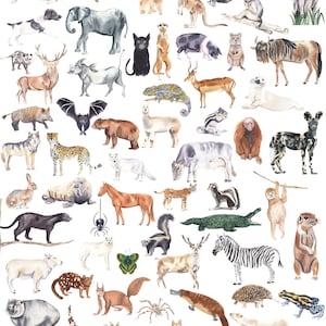 Watercolor Animals Bundle Nursery Animal Clipart Safari Jungle Woodland ...