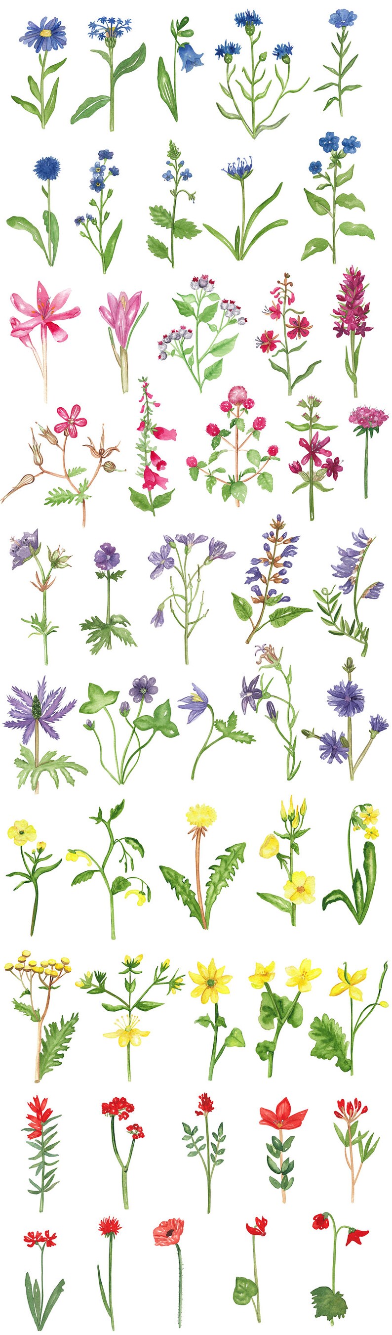Watercolor Wildflowers Clipart: Floral PNG Set for Wedding Invitations ...