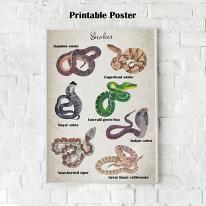 Snake Poster Printable Educational Wall Decor Colorful Gouache ...