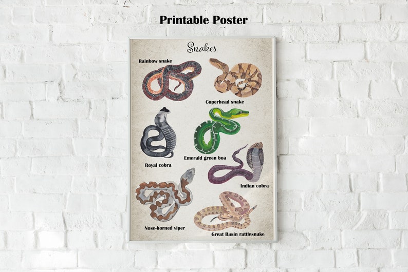 Snake Poster Printable Educational Wall Decor Colorful Gouache ...