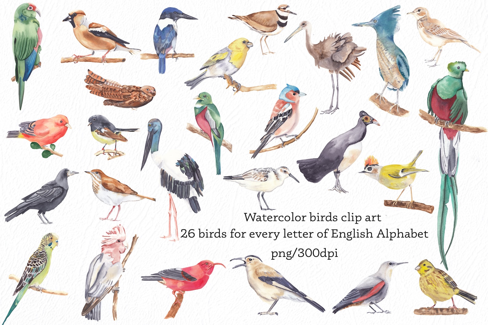 Watercolor Bird Clipart Handpainted Bird 4 Each Letter of English ...