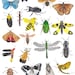 Insects Gouache Illustrations Opaque Watercolor Png Clipart Bug Beetle ...