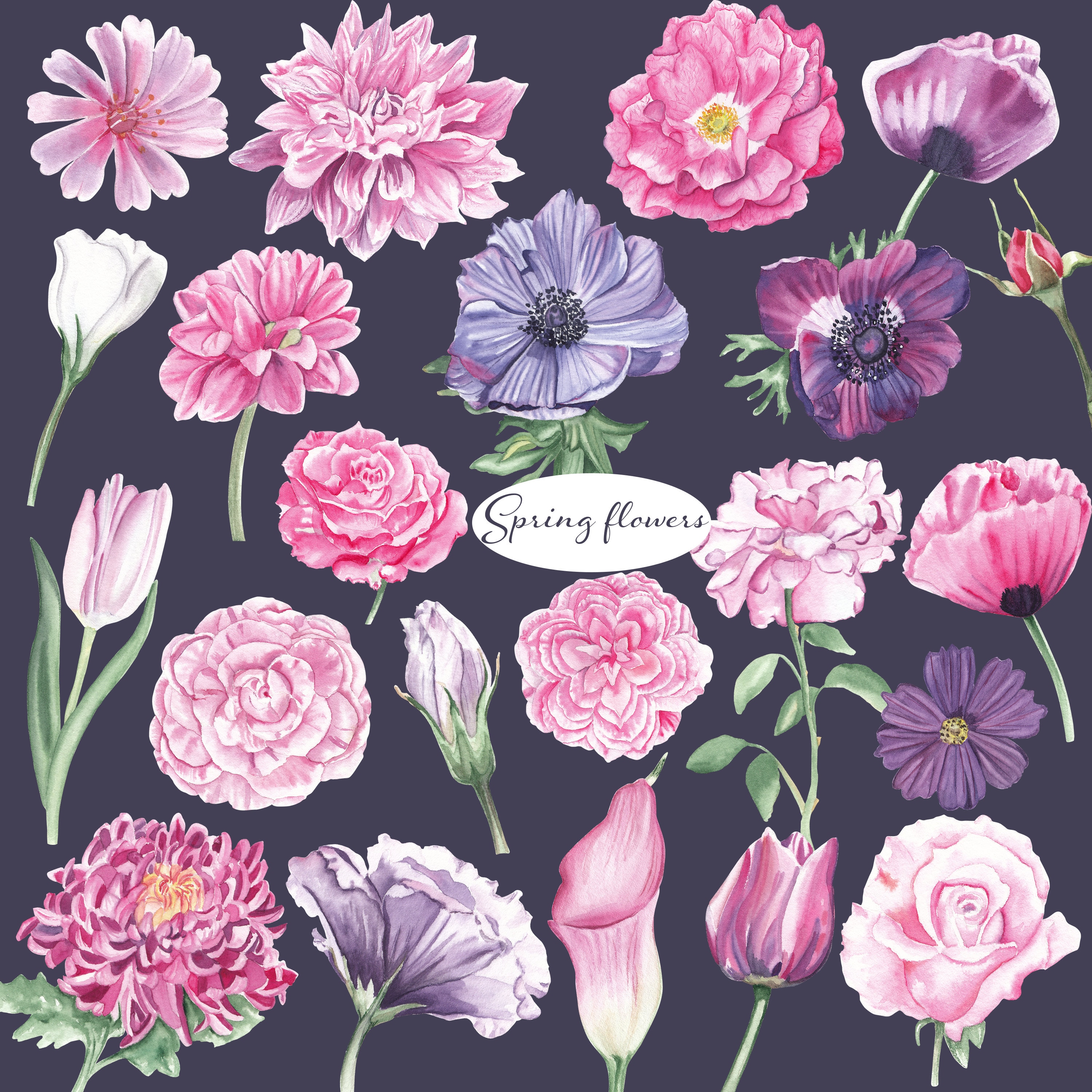 Watercolor Spring Flower Clipart: Tulip, Rose, Anemone (digital ...