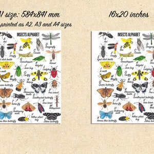 Insects Alphabet Printable ABC Poster With Gouache Bugs, Beetles ...
