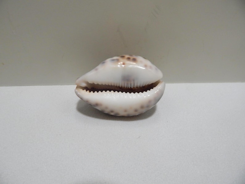 Tiger Cowrie Cypraea Tigris Leopard Pattern Seashell Shell - Etsy