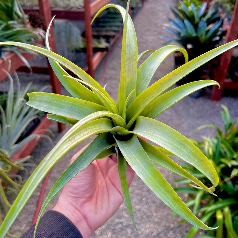Flexuosa Vivipara Giant Form Air Plant Medium *creates Pups on It’s ...