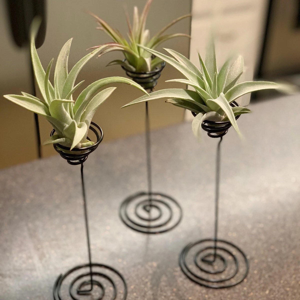 Tall Wire Spring Stand for Air Plants - Etsy