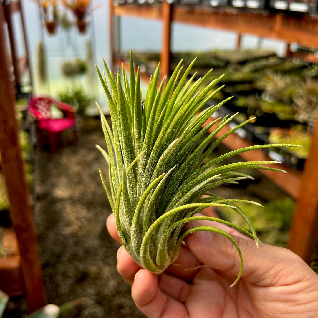 Ionantha 'grace' Air Plant, Beginner Friendly, Elegant Shape - Etsy