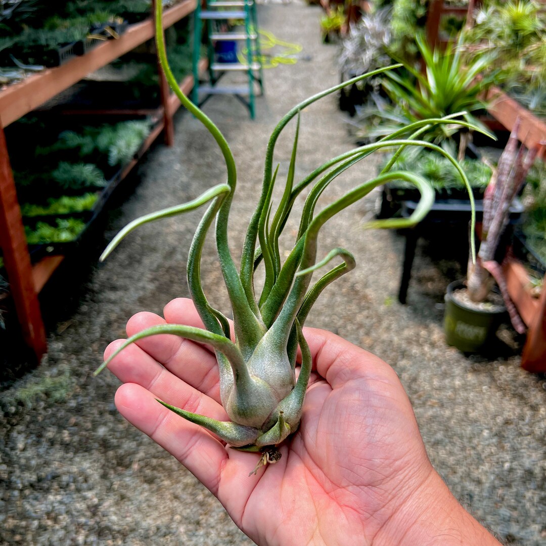 T. 'charles Wiley' Air Plant Hybrid (seleriana X Bulbosa) - Etsy