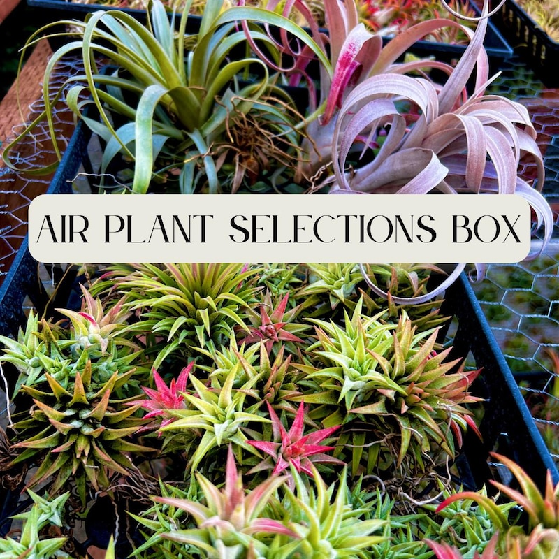 Air Plant Gift Box Set - 60+ Gift Ideas for 2026