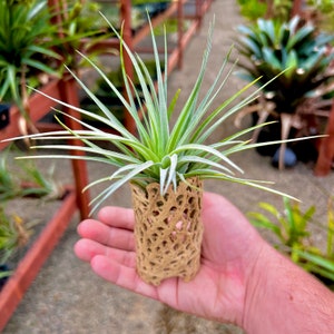 4" Cholla Wood Air Plant Display (or Wood Only): Cleaned Cactus ...