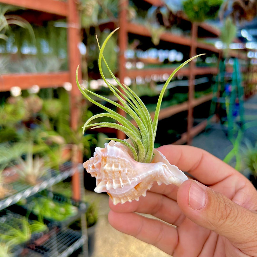 Small Pink Murex + Air Plant Combo *cute Mini Air Plant Display!* - Etsy