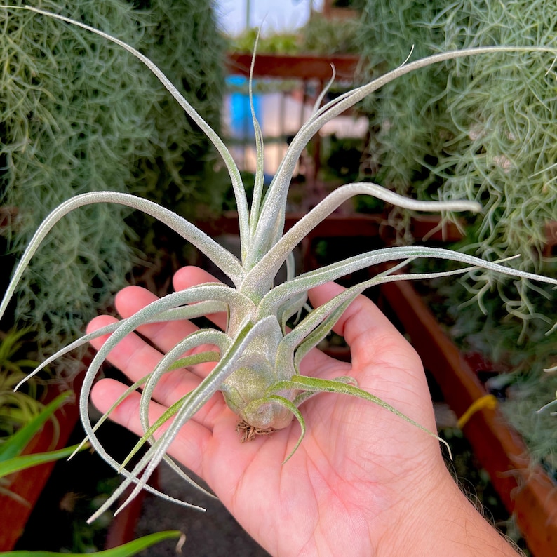 Rare Ehlersiana Air Plant, White/gray Tillandsia Grows HUGE - Etsy
