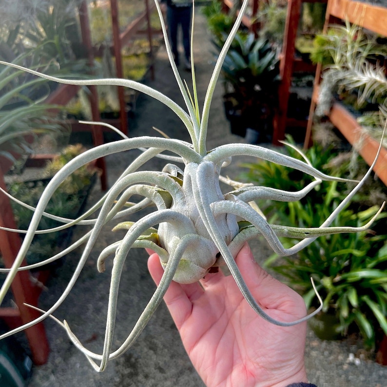 Rare Ehlersiana Air Plant, White/gray Tillandsia Grows HUGE - Etsy