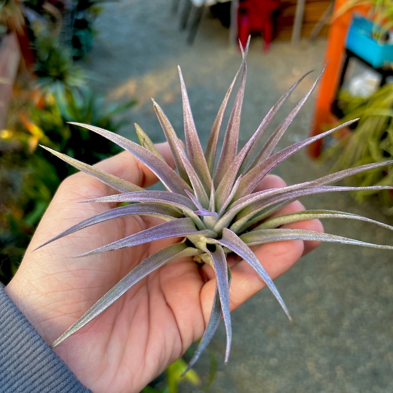 Purple Air Plant - Etsy