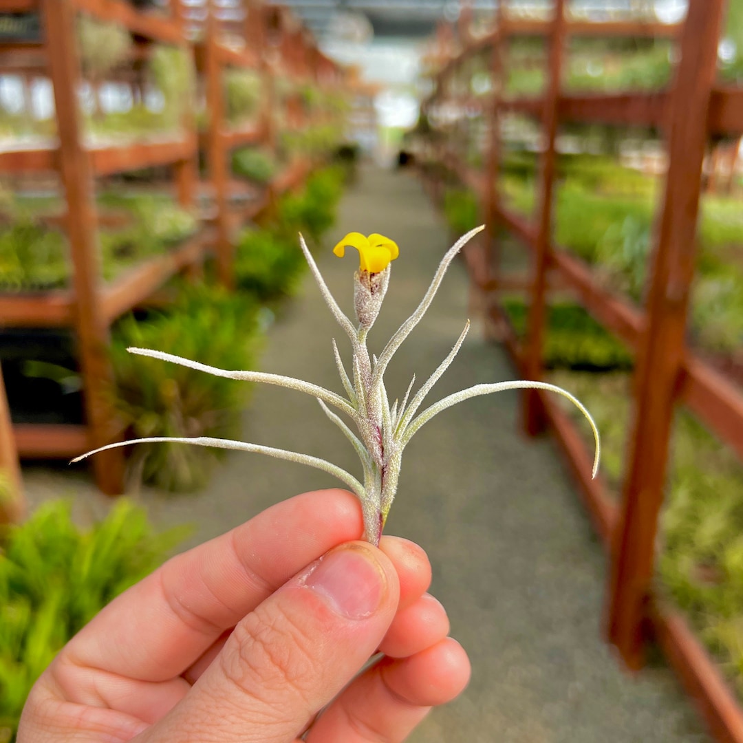 Crocata V Tristis Mini Air Plant *fragrant When in Bloom!* - Etsy